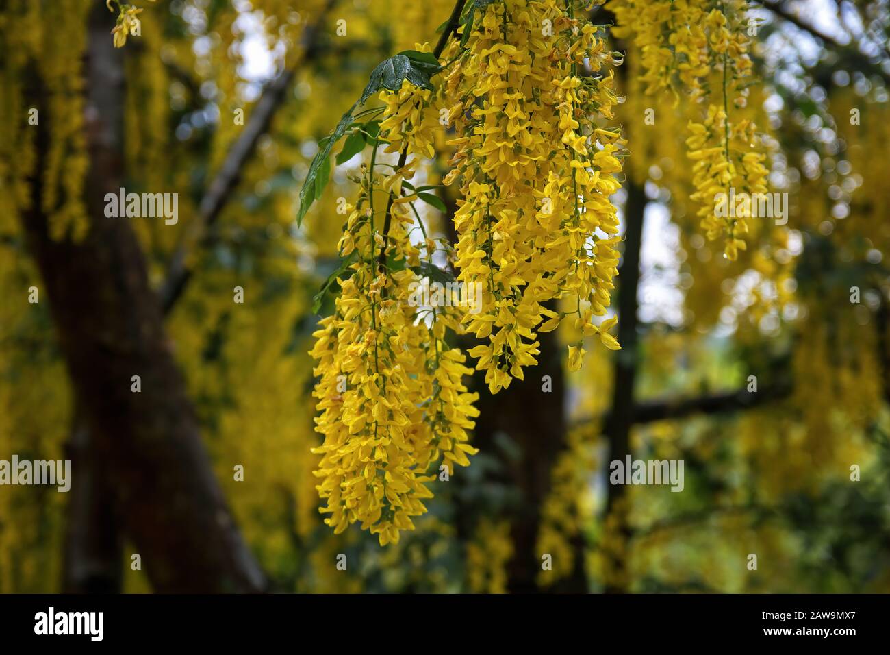Acacia flowers Banque de photographies et d’images à haute résolution ...
