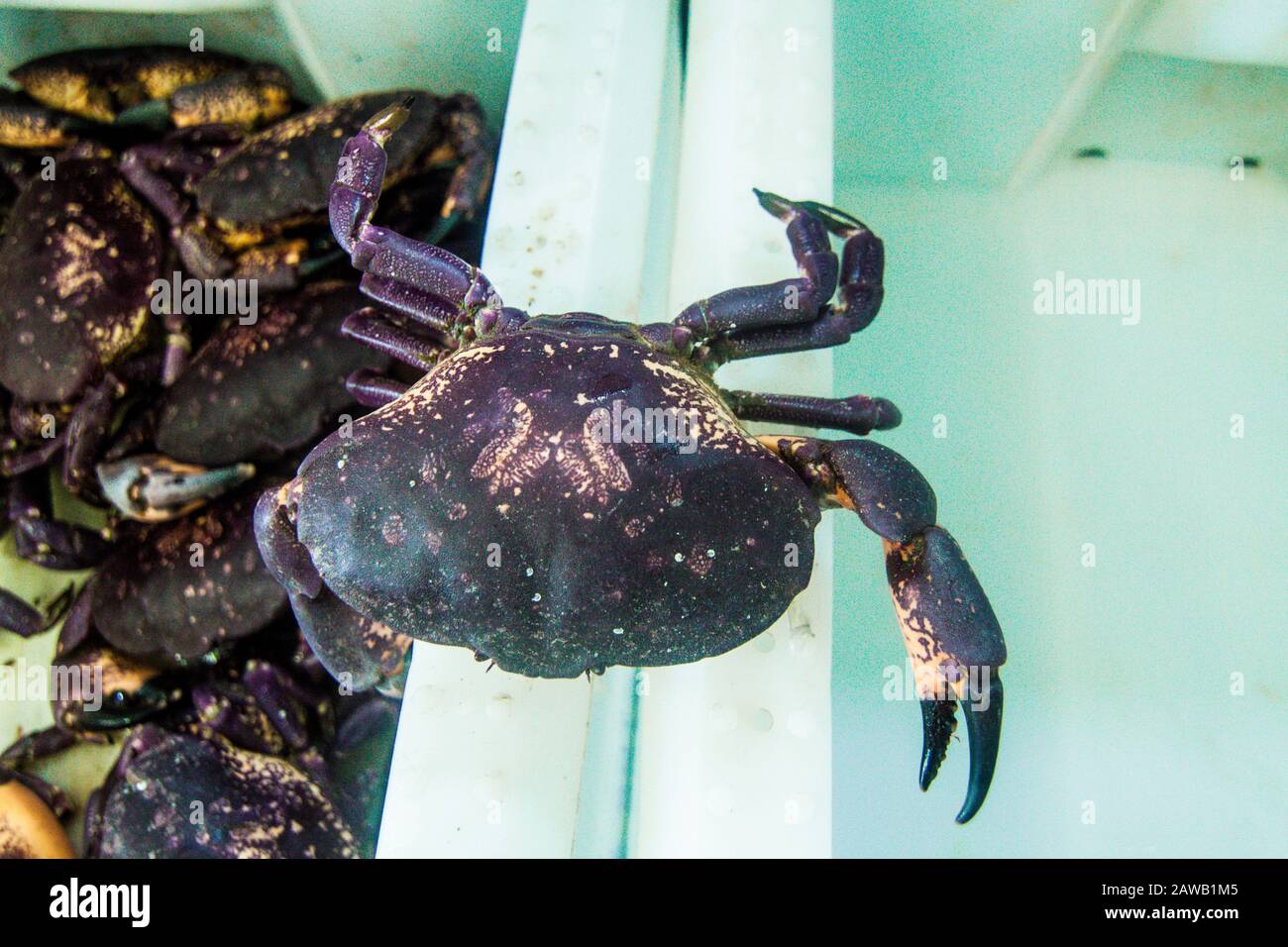 Crabe violet Banque de photographies et d’images à haute résolution - Alamy