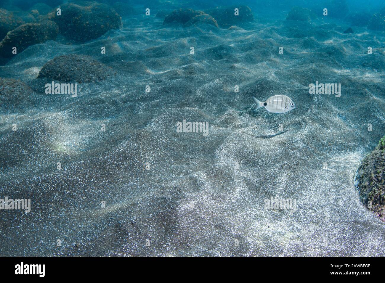 Sar poisson Banque de photographies et d’images à haute résolution - Alamy