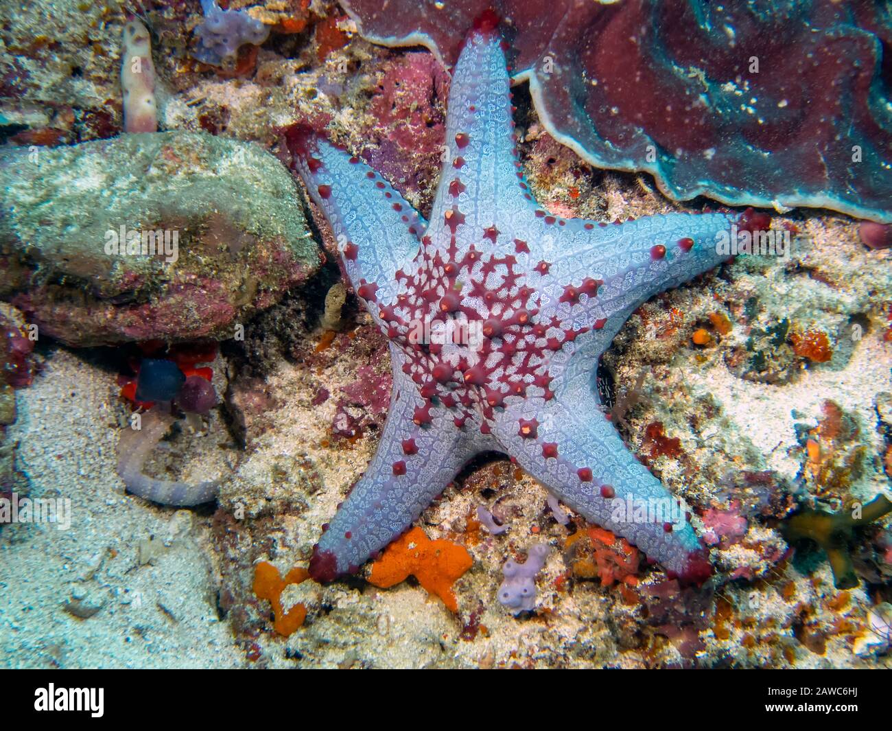 Coussin Étoile De Mer Banque d'image et photos - Alamy