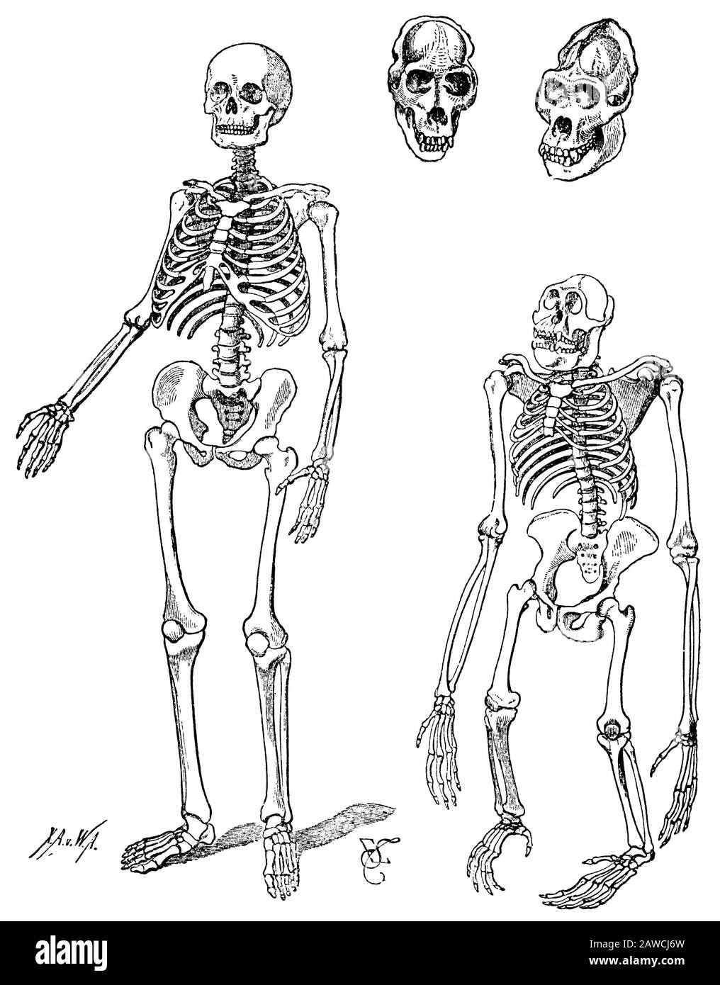 Homme et gorille : comparaison des squelettes et du crâne d'un animal ...