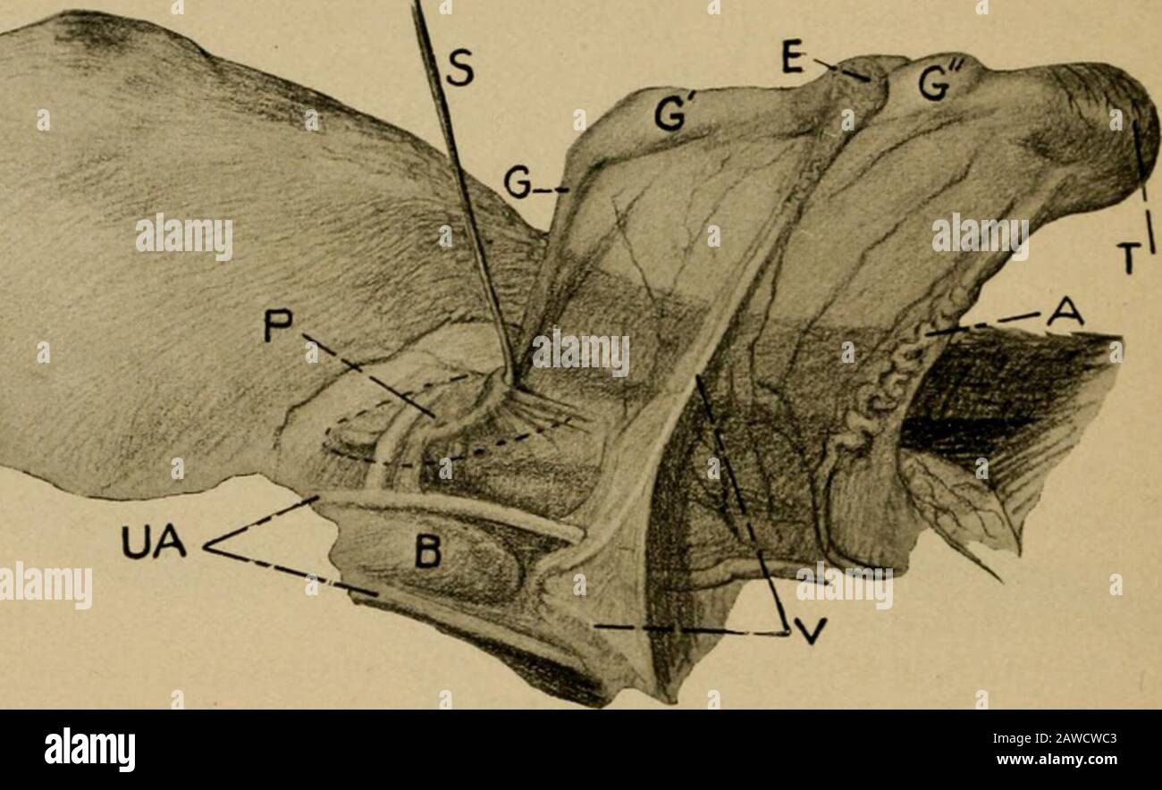Testicule cheval Banque de photographies et d’images à haute résolution ...