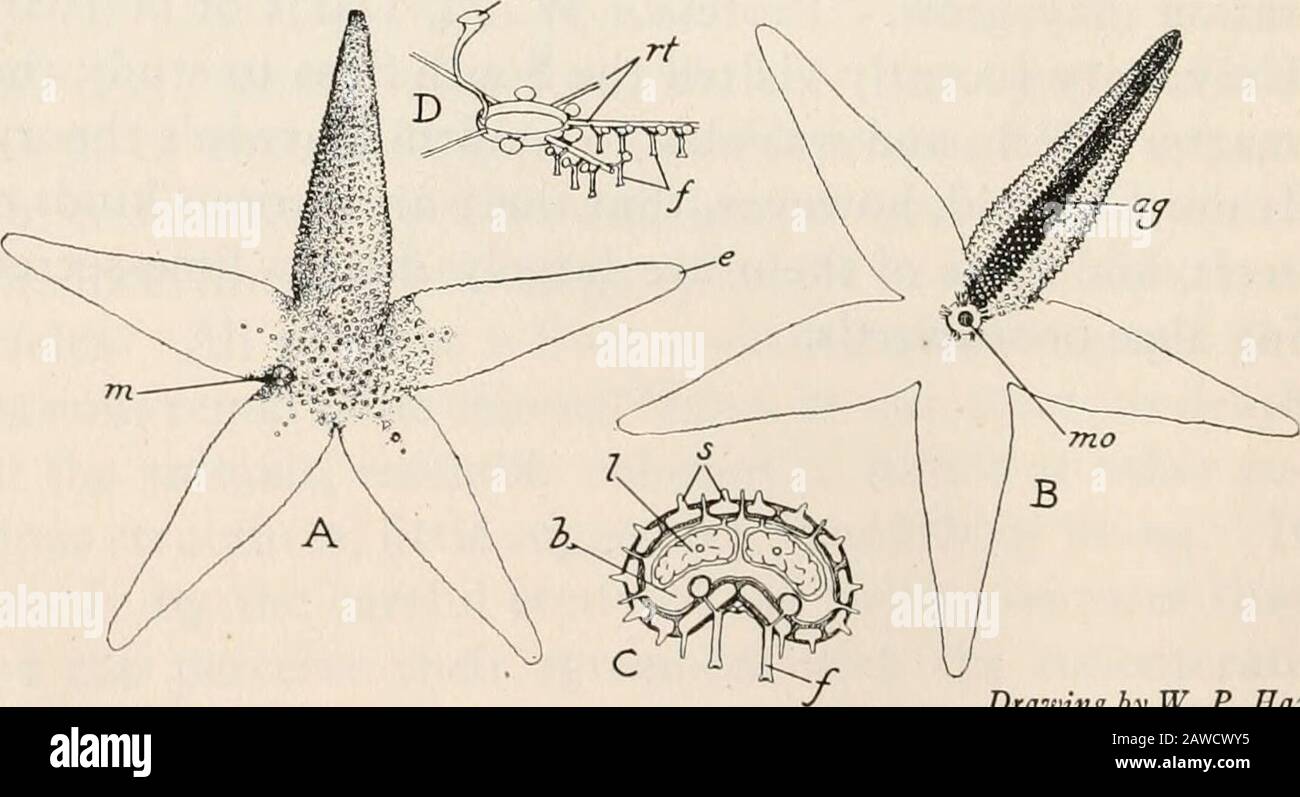 Symétrie bilatérale Banque de photographies et d’images à haute ...