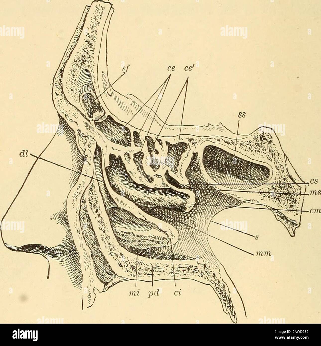 Sinus ethmoïdal Banque de photographies et d’images à haute résolution ...