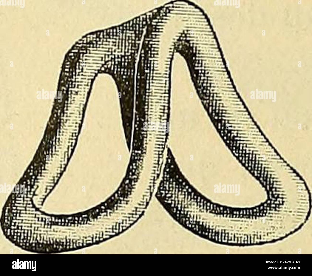 Genu pectorale Banque de photographies et d’images à haute résolution ...