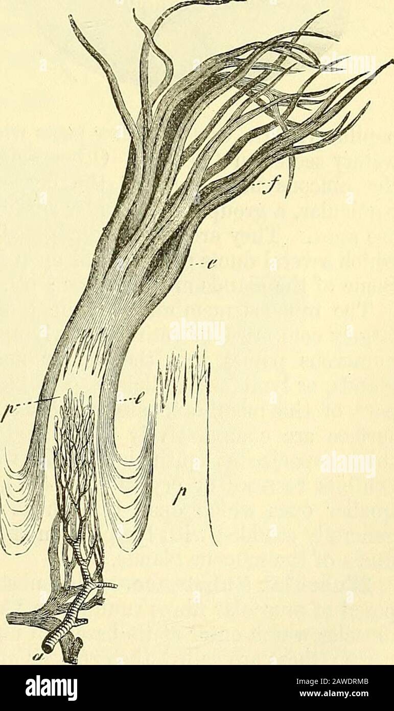 Papille filiforme Banque de photographies et d’images à haute ...