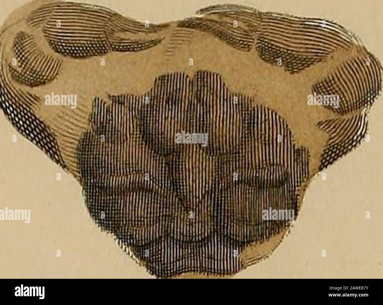 un atlas pictural des restes fossiles, composé d'illustrations colorées ...