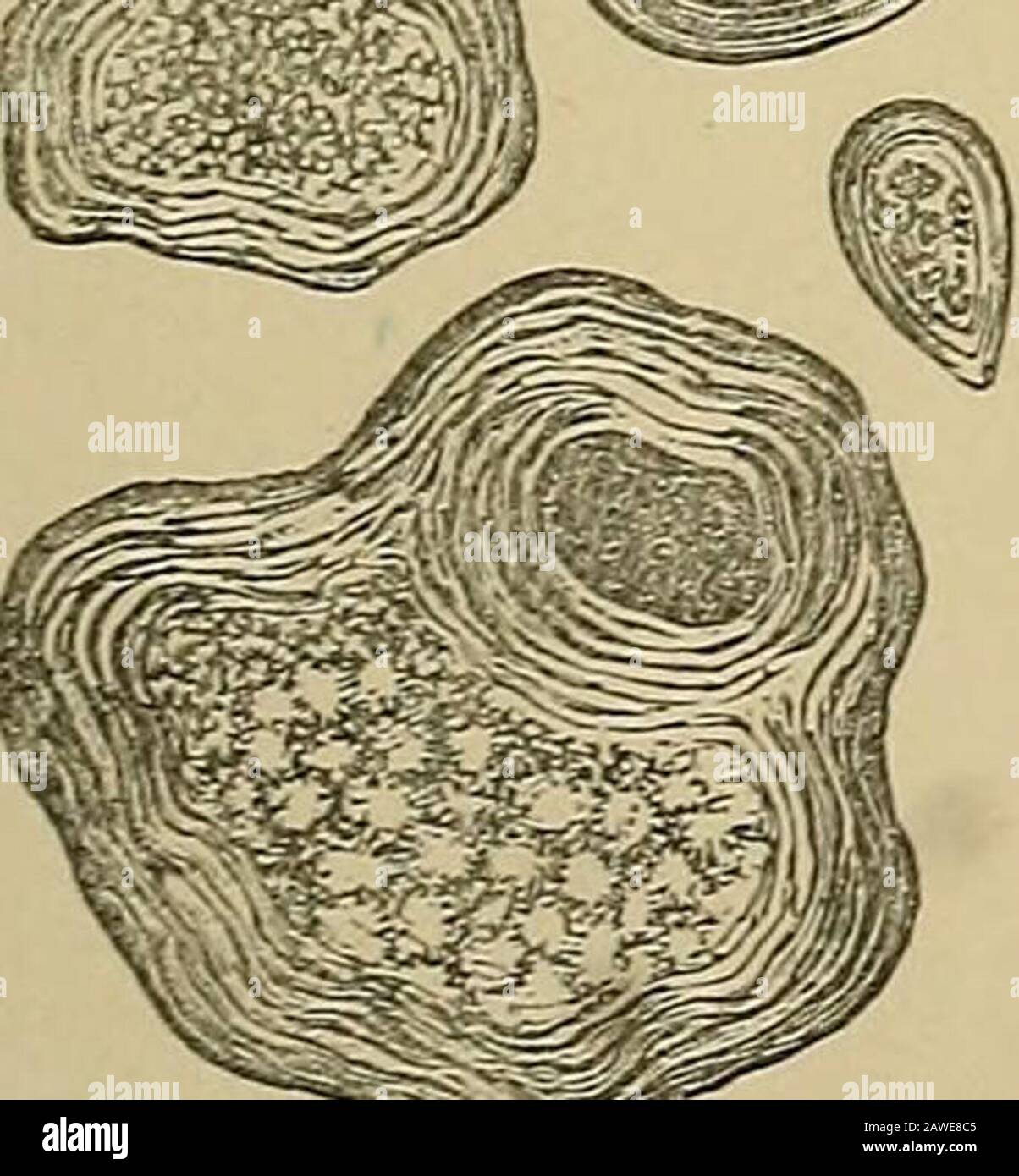 Maladies des reins, dépôts urinaires, et troubles calculables : leur ...