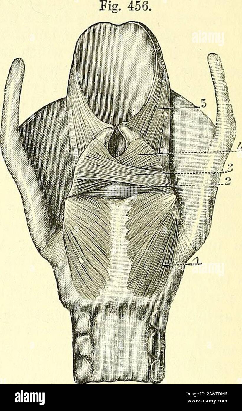 Muscle thyroïde hyoïdien Banque de photographies et d’images à haute ...