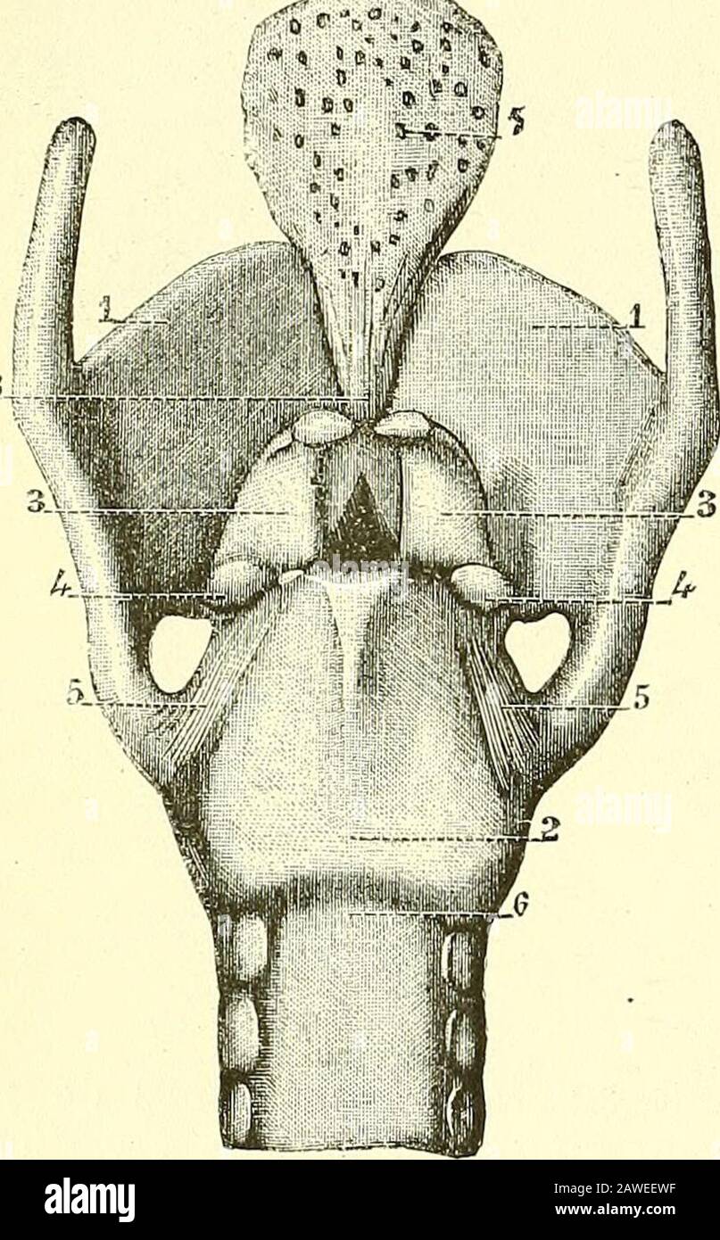 Cartilage aryténoïde Banque de photographies et d’images à haute ...