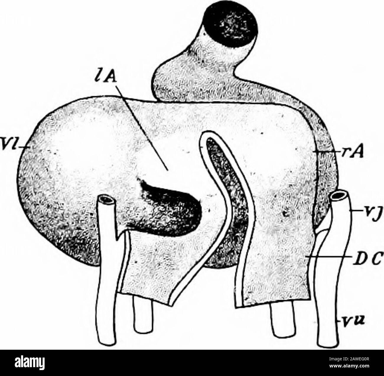 Le développement du corps humain; un manuel d'embryologie humaine . Fig ...