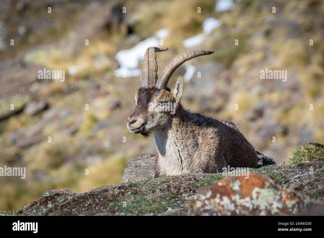 Homme de chèvre de montagne ou de capra pyrenaica dans le parc naturel ...