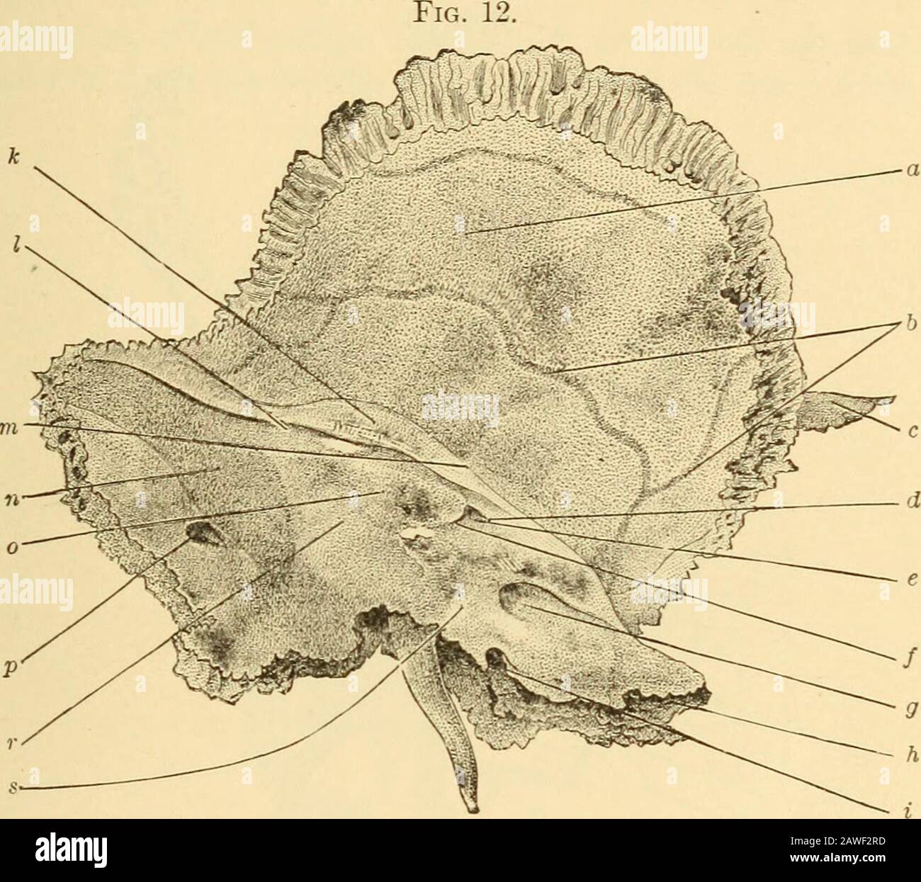 Fosa craneal posterior anatomía Banque de photographies et d’images à haute résolution - Alamy