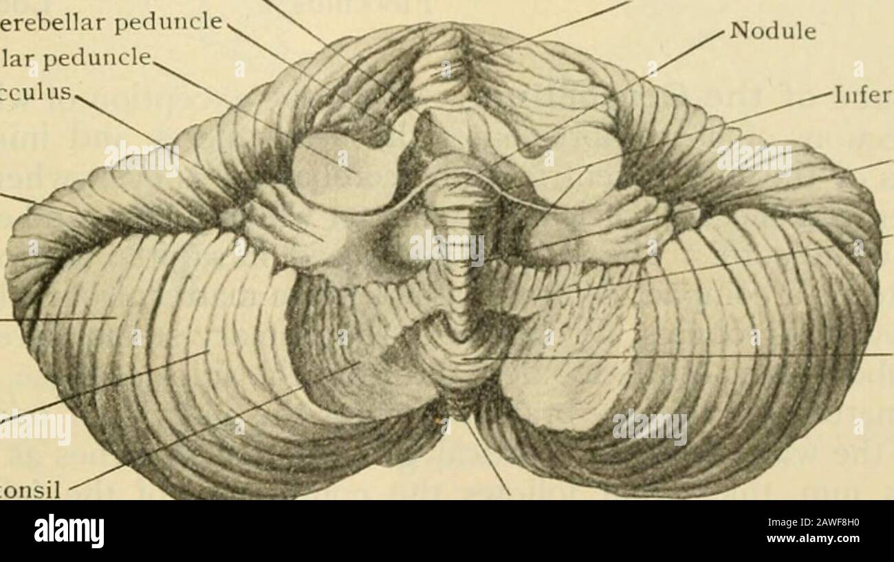 Développement des tubercules Banque de photographies et d’images à ...