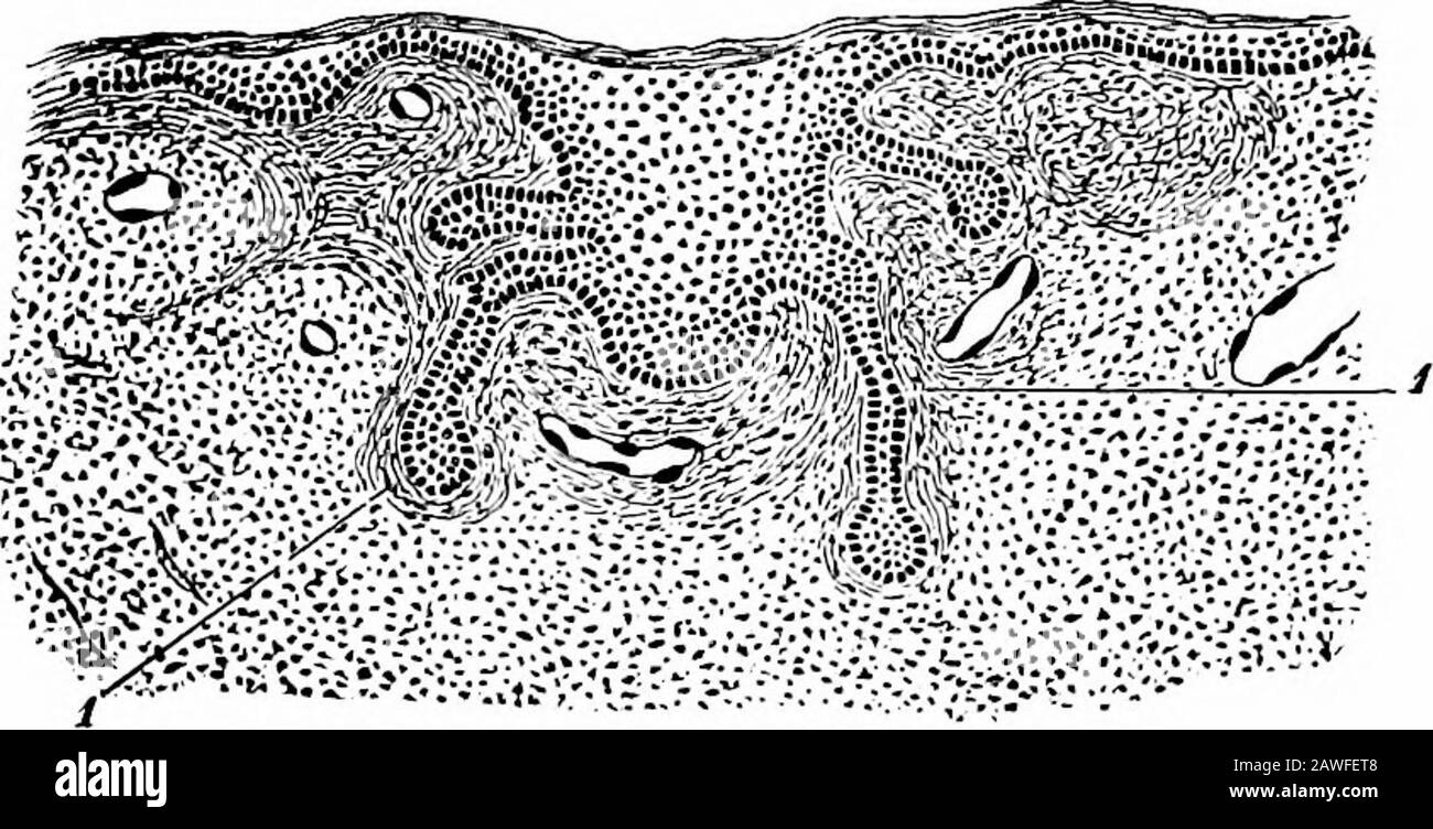 Cellules acini Banque de photographies et d’images à haute résolution ...