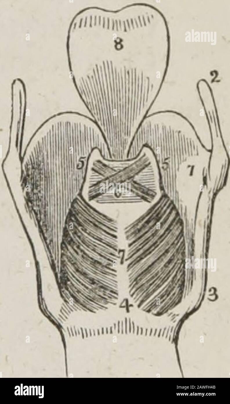 Un système d'anatomie humaine, général et spécial . ligament, d. Le ...