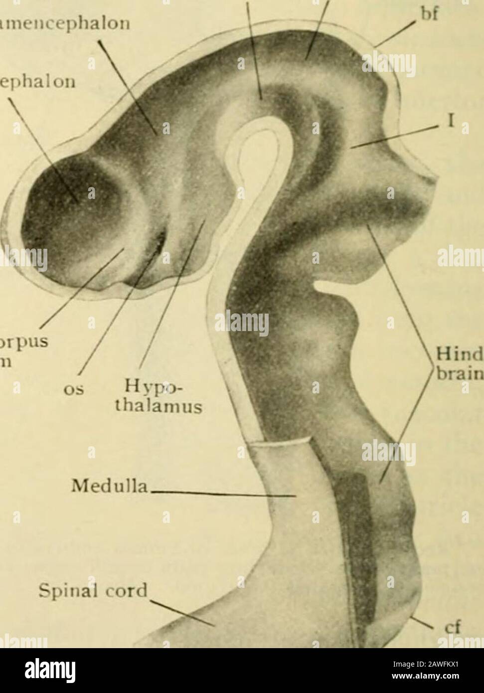 Cervical flexure Banque de photographies et d’images à haute résolution ...