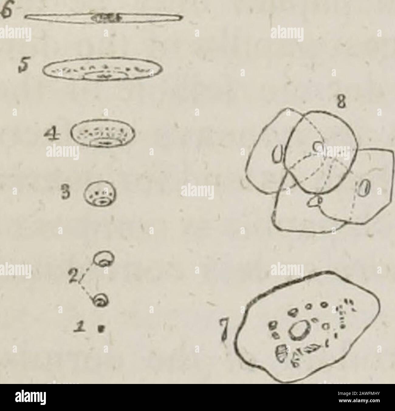 Derme papillaire Banque de photographies et d’images à haute résolution ...