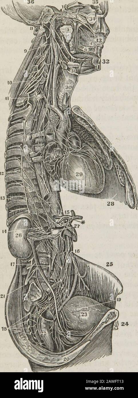 Un système d'anatomie humaine, général et spécial . t nerf sympathique ...