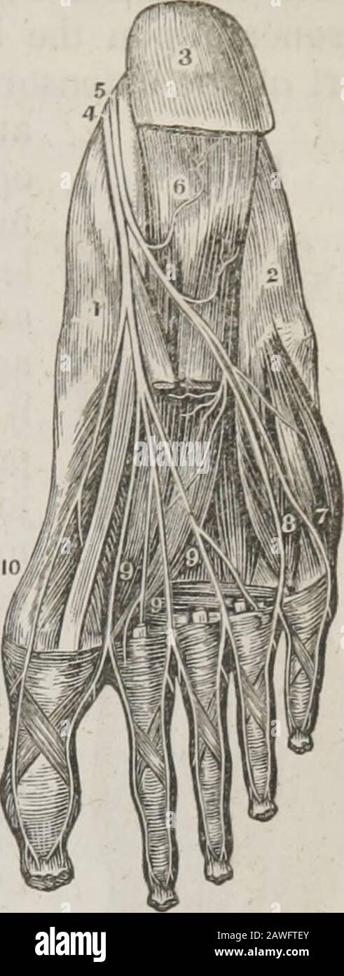 Nerf saphène Banque de photographies et d’images à haute résolution - Alamy