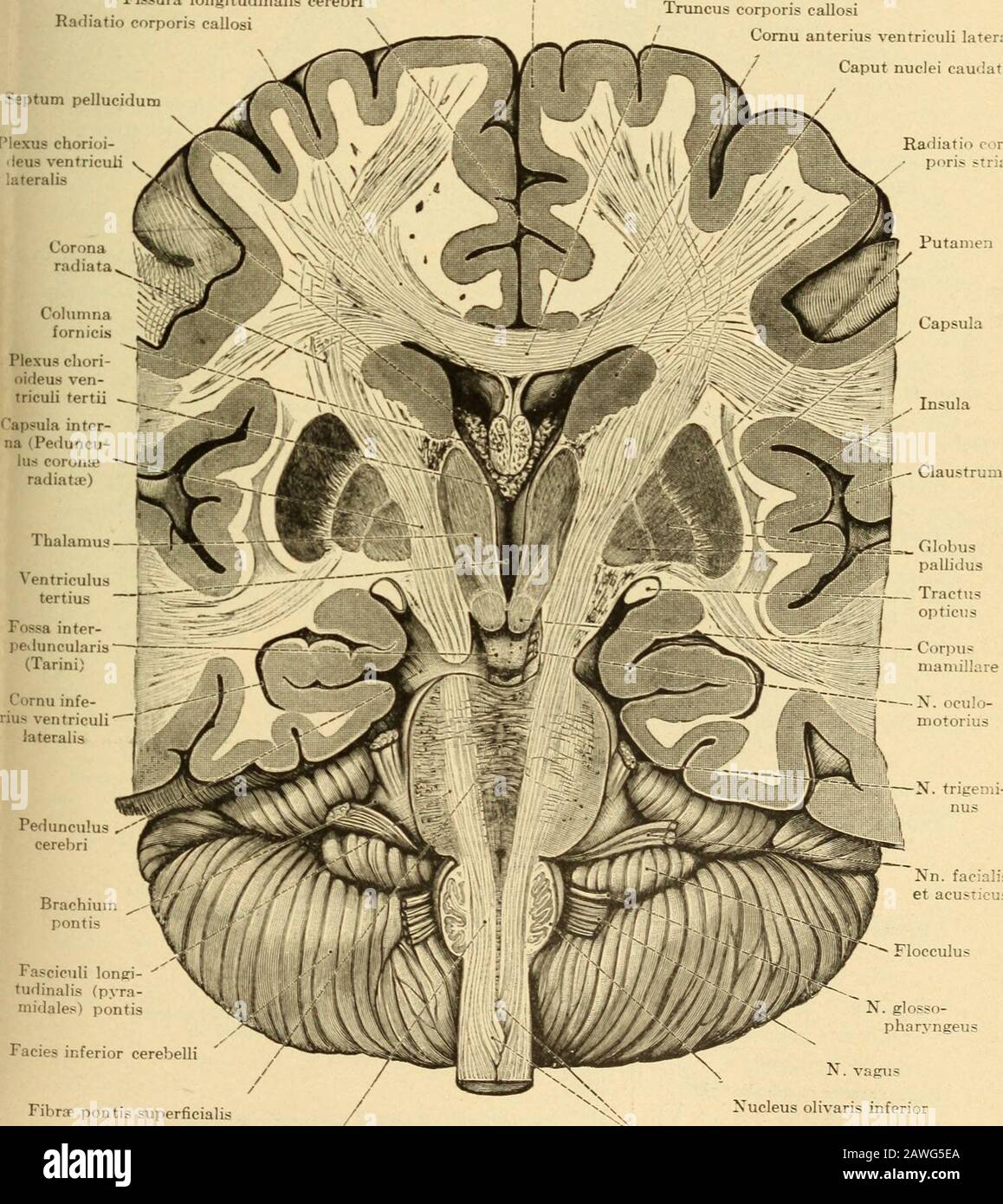 Maladies du système nerveux .. . Fig. 60.—la section par le biais de la ...