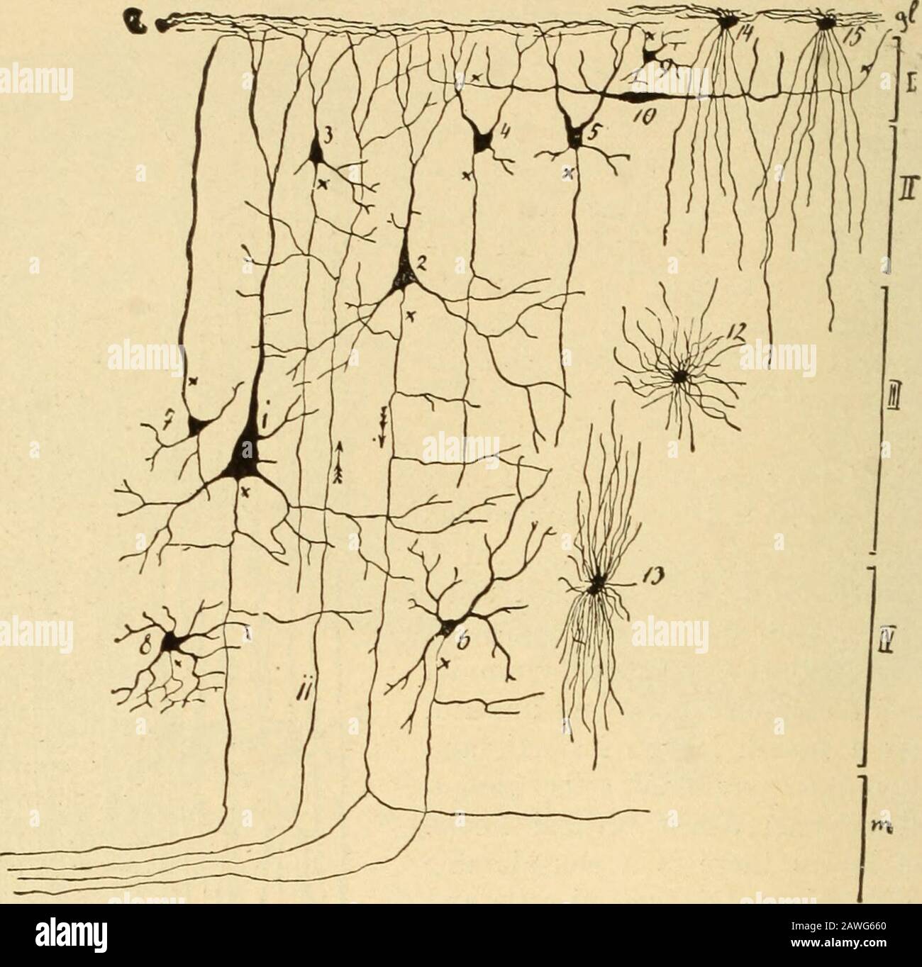 Maladies du système nerveux .. . 64 HISTOLOGIE DU SYSTÈME NERVEUX ...