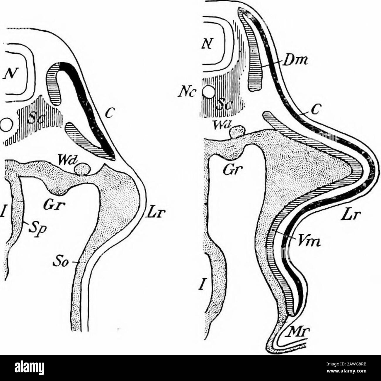 Le développement du corps humain; un manuel d'embryologie humaine . MQ ...