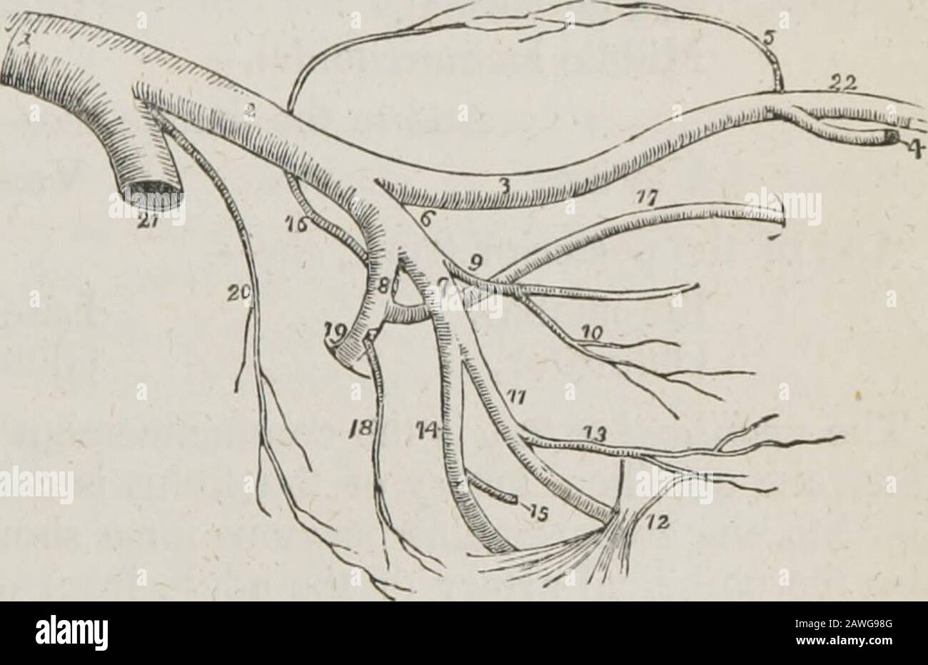 Un système d'anatomie humaine, général et spécial . artère. 5. La ...