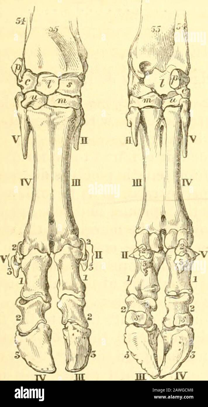 Digitus medius Banque de photographies et d’images à haute résolution ...