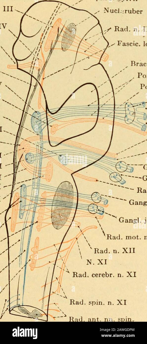Maladies du système nerveux .. . in est un peu circonscrite, se ...