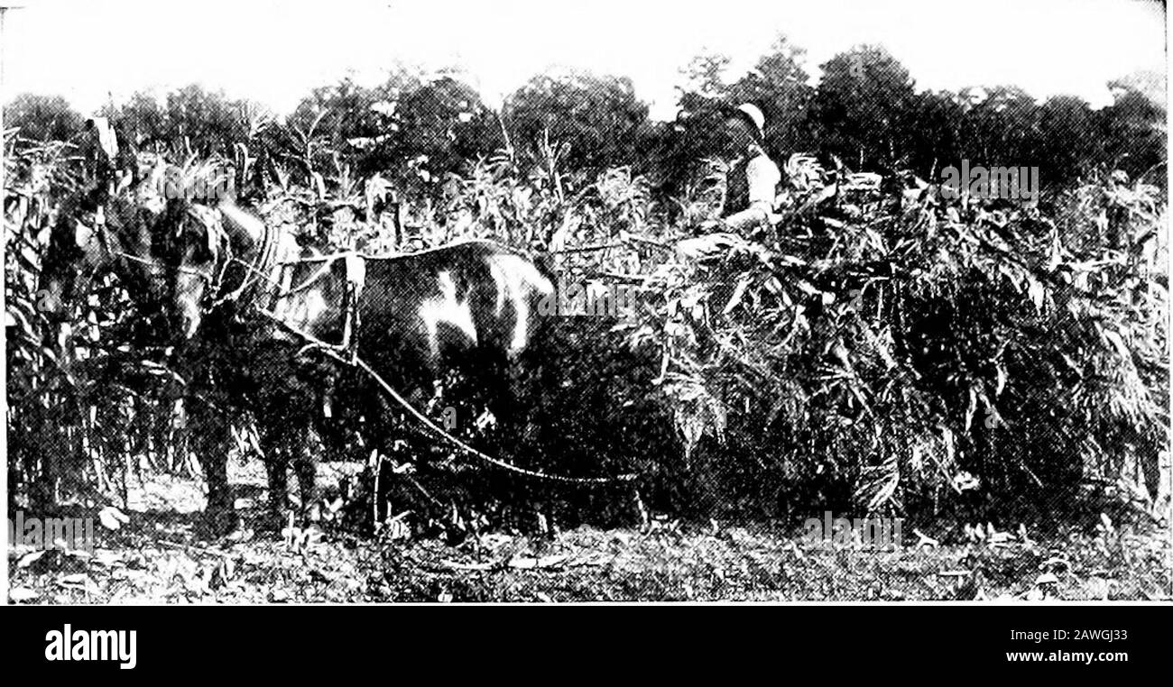 Agriculture productive . Fig. 49.—les avoine et les pois semés au début ...