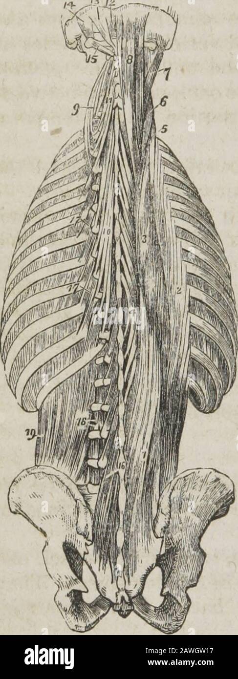 Un système d'anatomie humaine, général et spécial . li sca-pulas ; par ...