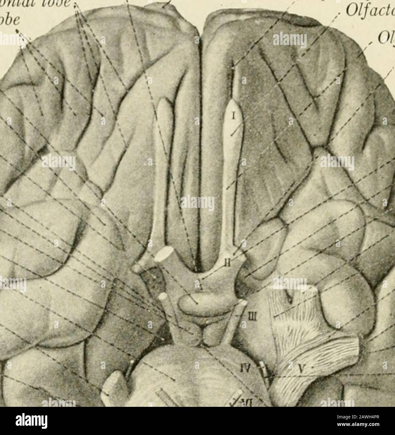 L'anatomie du système nerveux, du point de vue du développement et de ...
