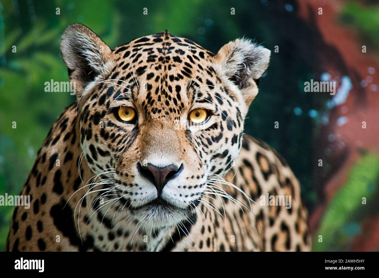 Oeil du jaguar Banque de photographies et d’images à haute résolution ... Oeil du jaguar Banque de photographies et d’images à haute résolution ...