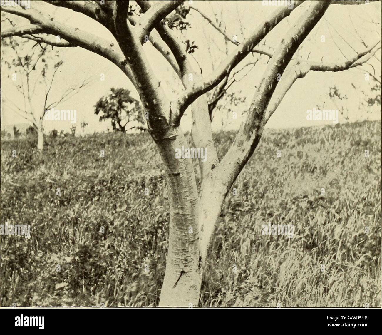 Pyrivora Banque de photographies et d’images à haute résolution - Alamy