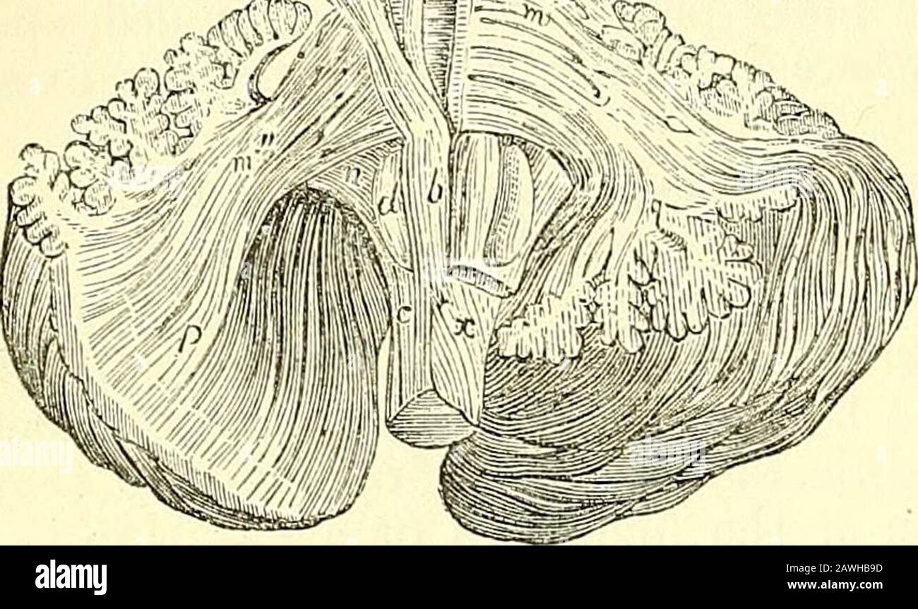 Les éléments de l'anatomie de Quain . diateinto les parties supérieures ...