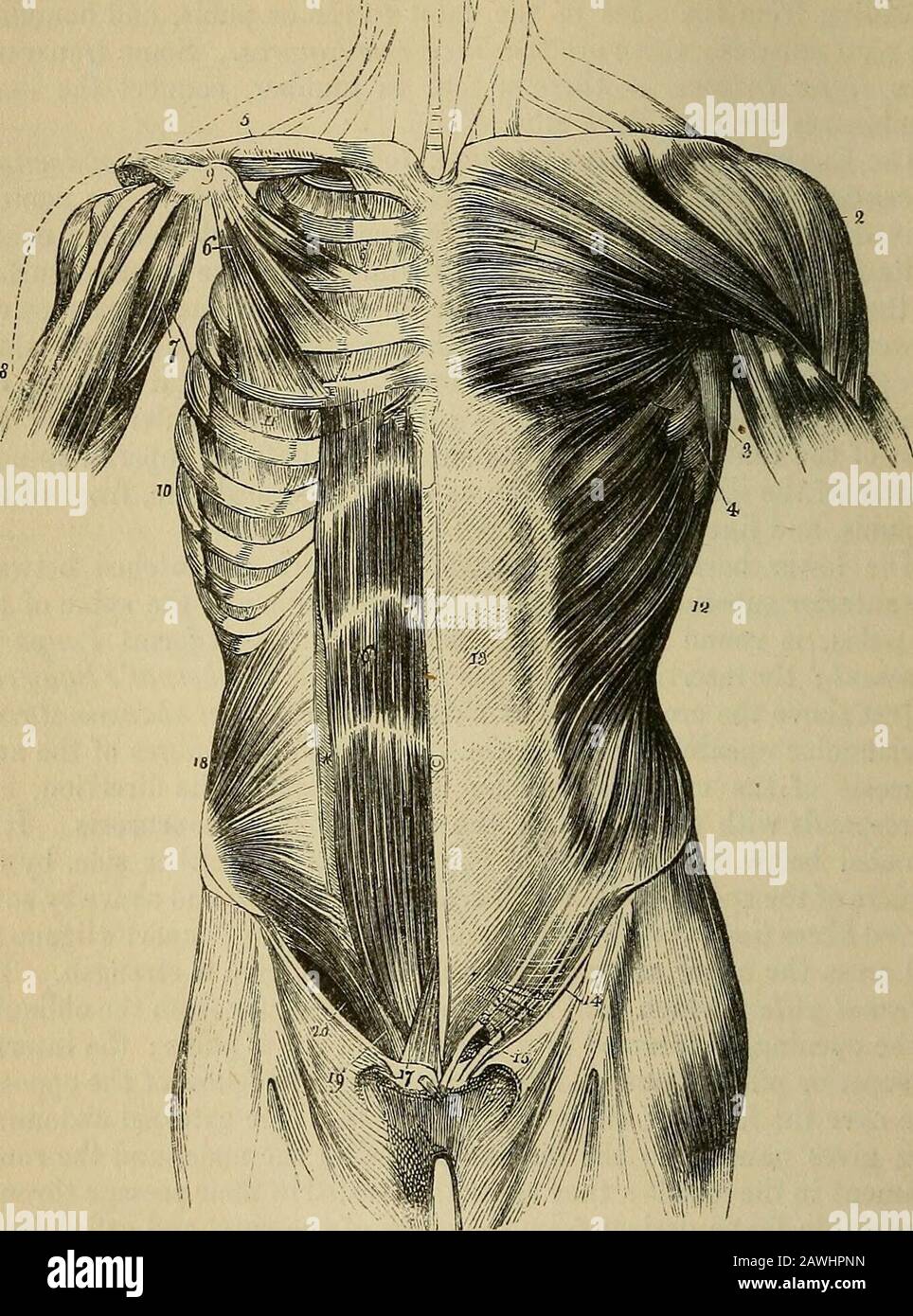 Anneau inguinal superficiel Banque de photographies et d’images à haute ...