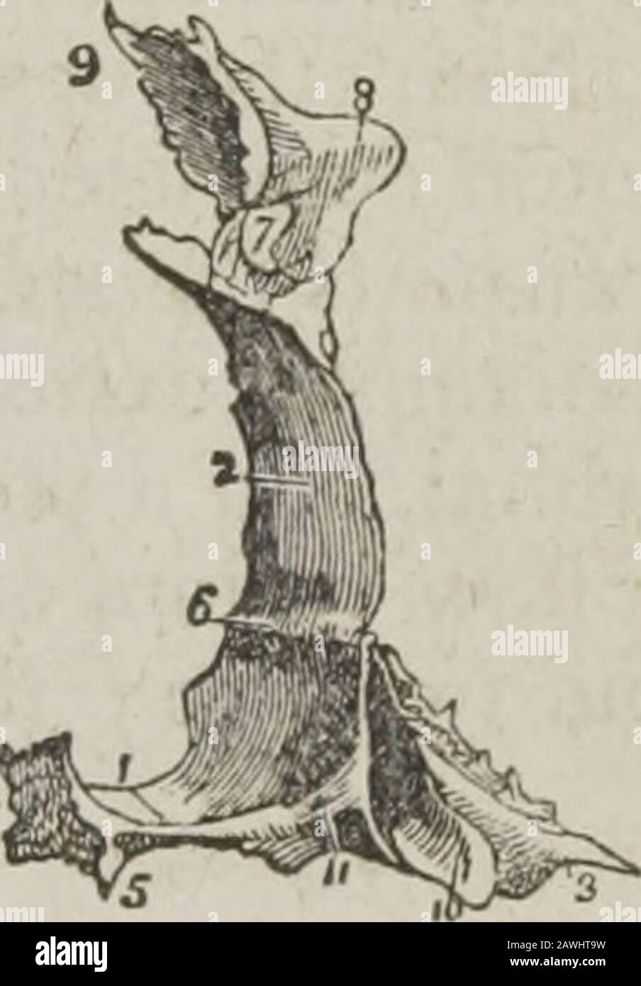 Processus ptérygoïdien Banque de photographies et d’images à haute ...