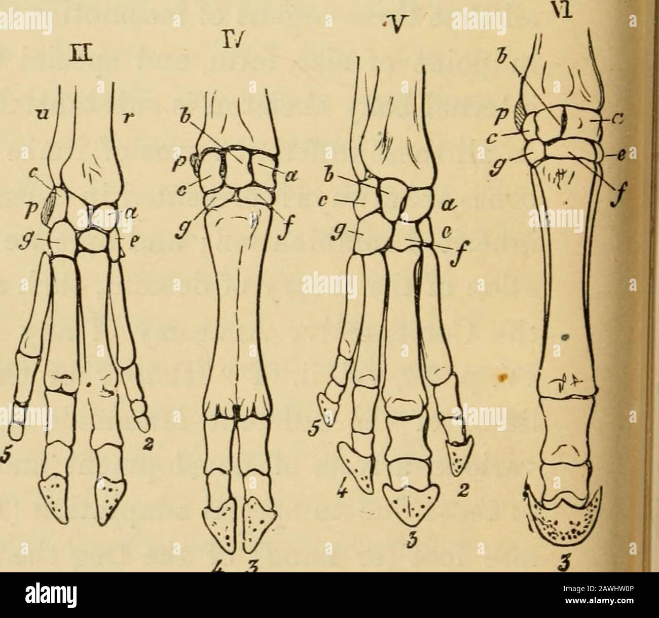 Os pisiforme cheval Banque de photographies et d’images à haute ...