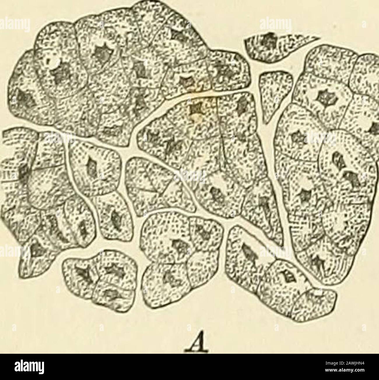 Un livre de texte de physiologie . d cellule mucipareuse désintégrée ...