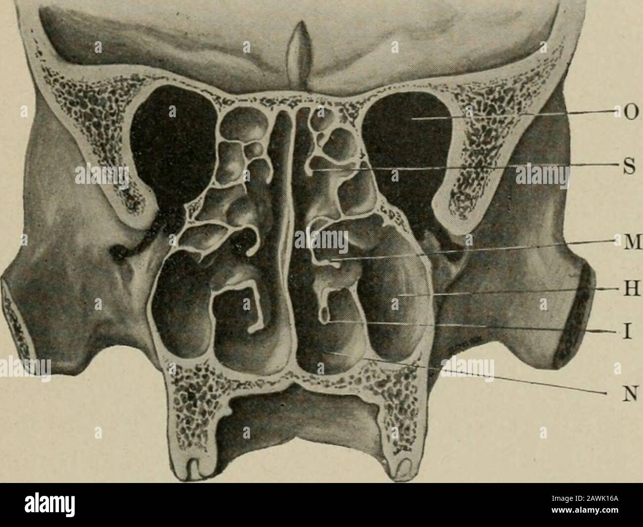 Frontal sinus Banque de photographies et d’images à haute résolution ...