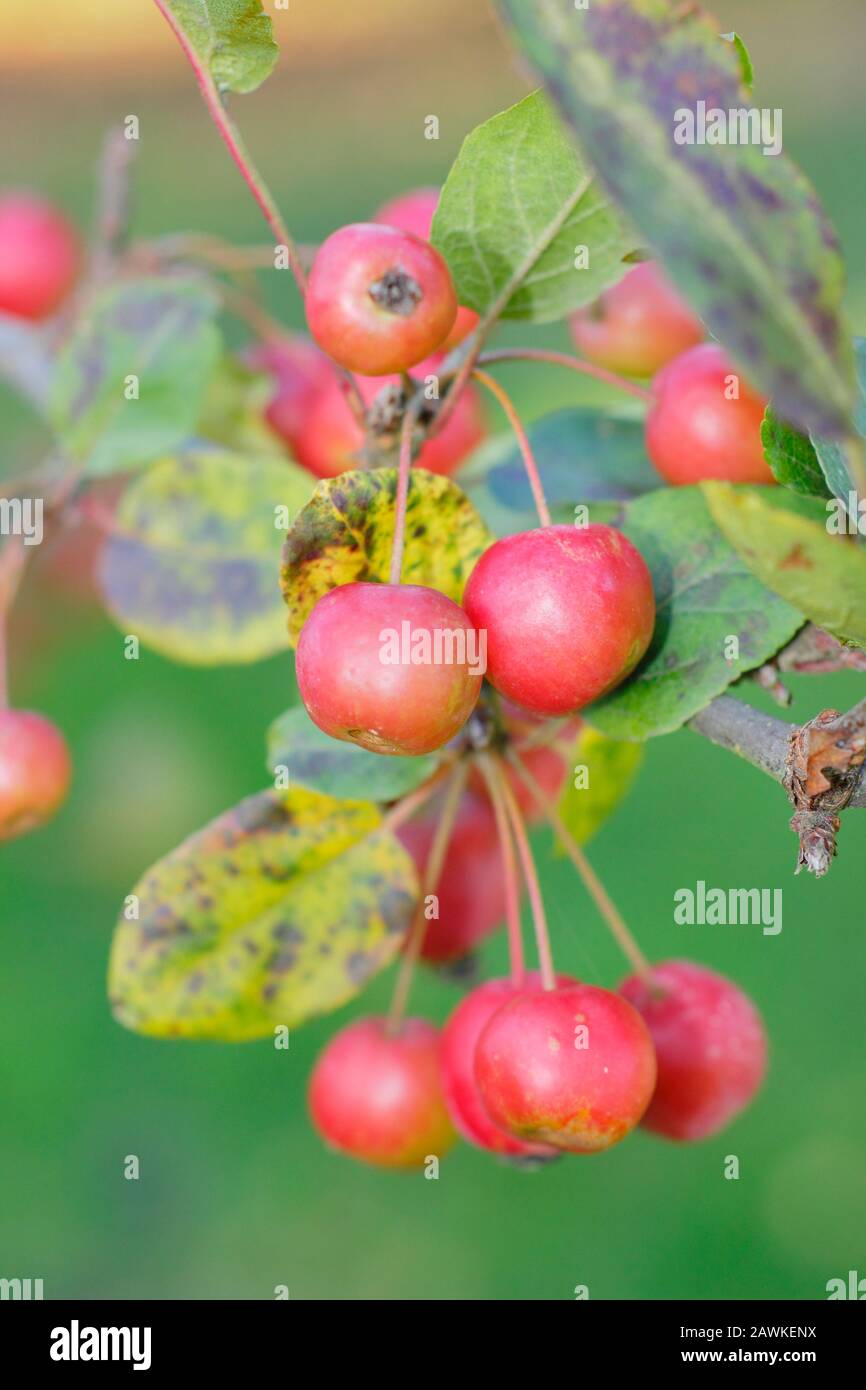 Rouge robusta Banque de photographies et d’images à haute résolution ...