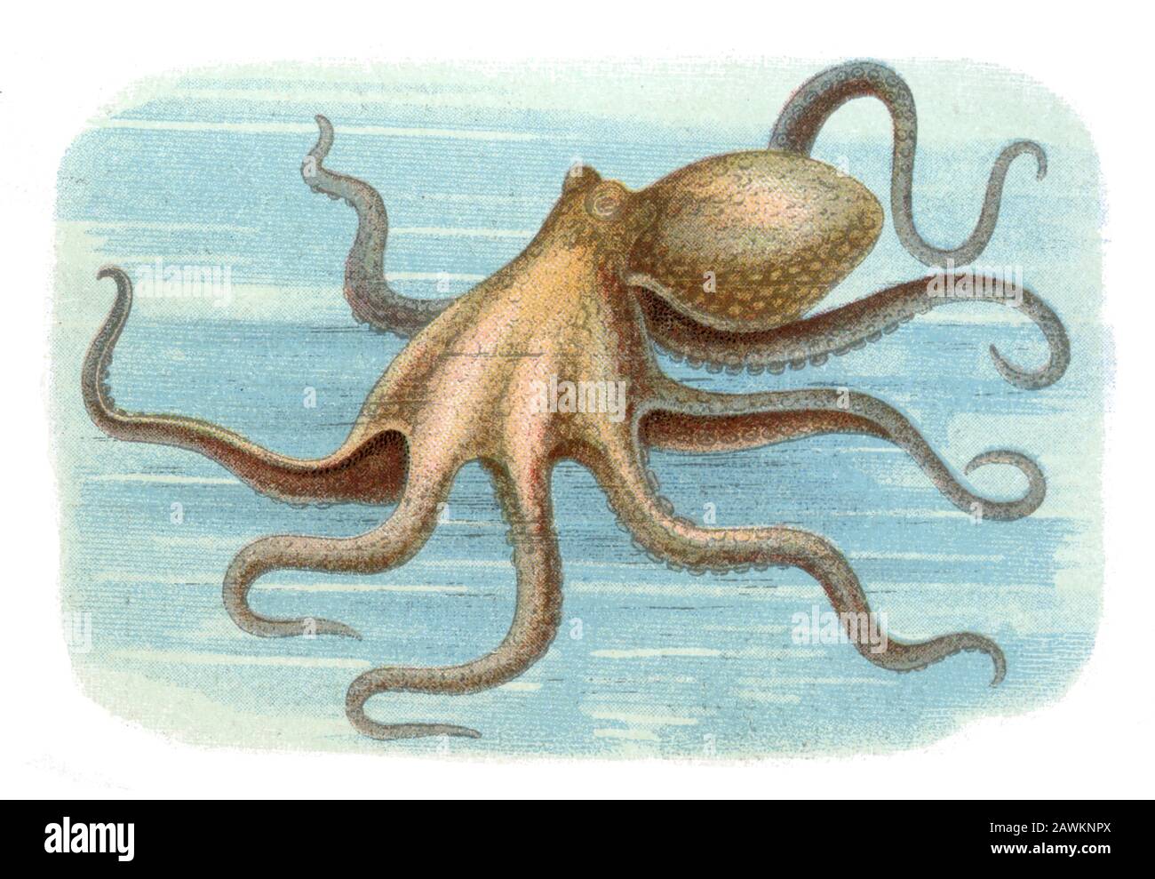 Octopus vulgaris Banque d'images détourées - Alamy
