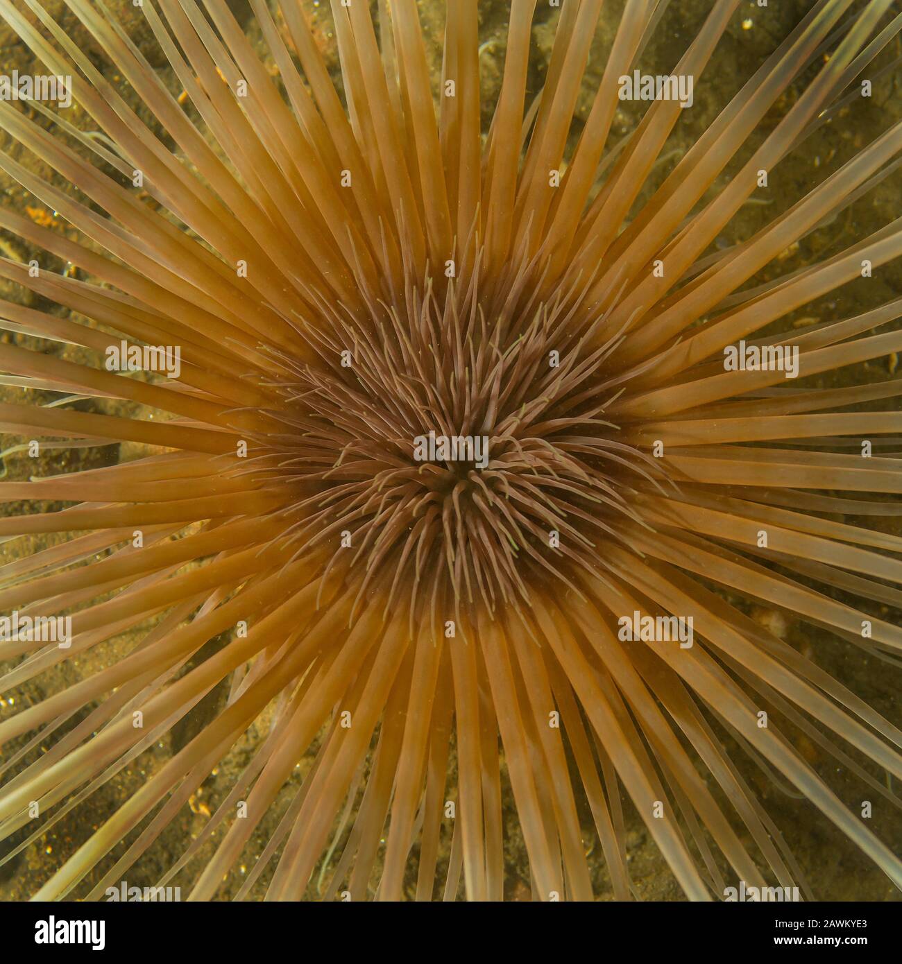 Brown sea anemone Banque de photographies et d’images à haute résolution - Alamy