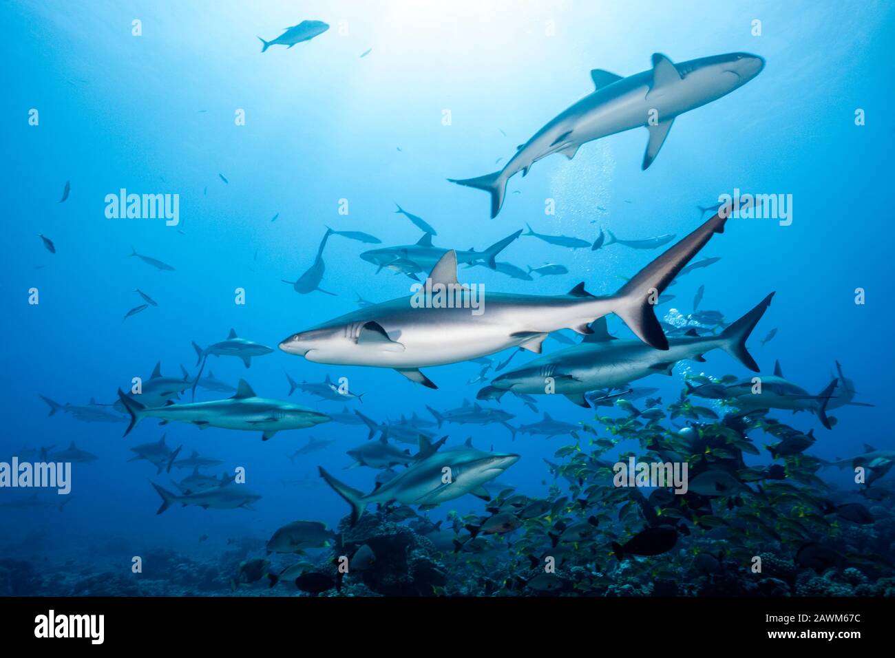 Requin gris de récif Banque d'image et photos - Page 2 - Alamy