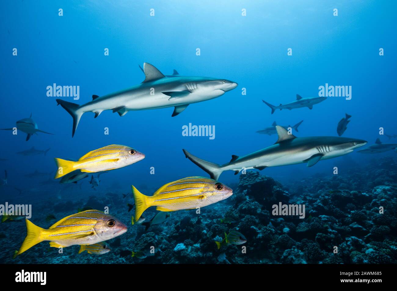 Requin gris de récif Banque de photographies et d’images à haute ...