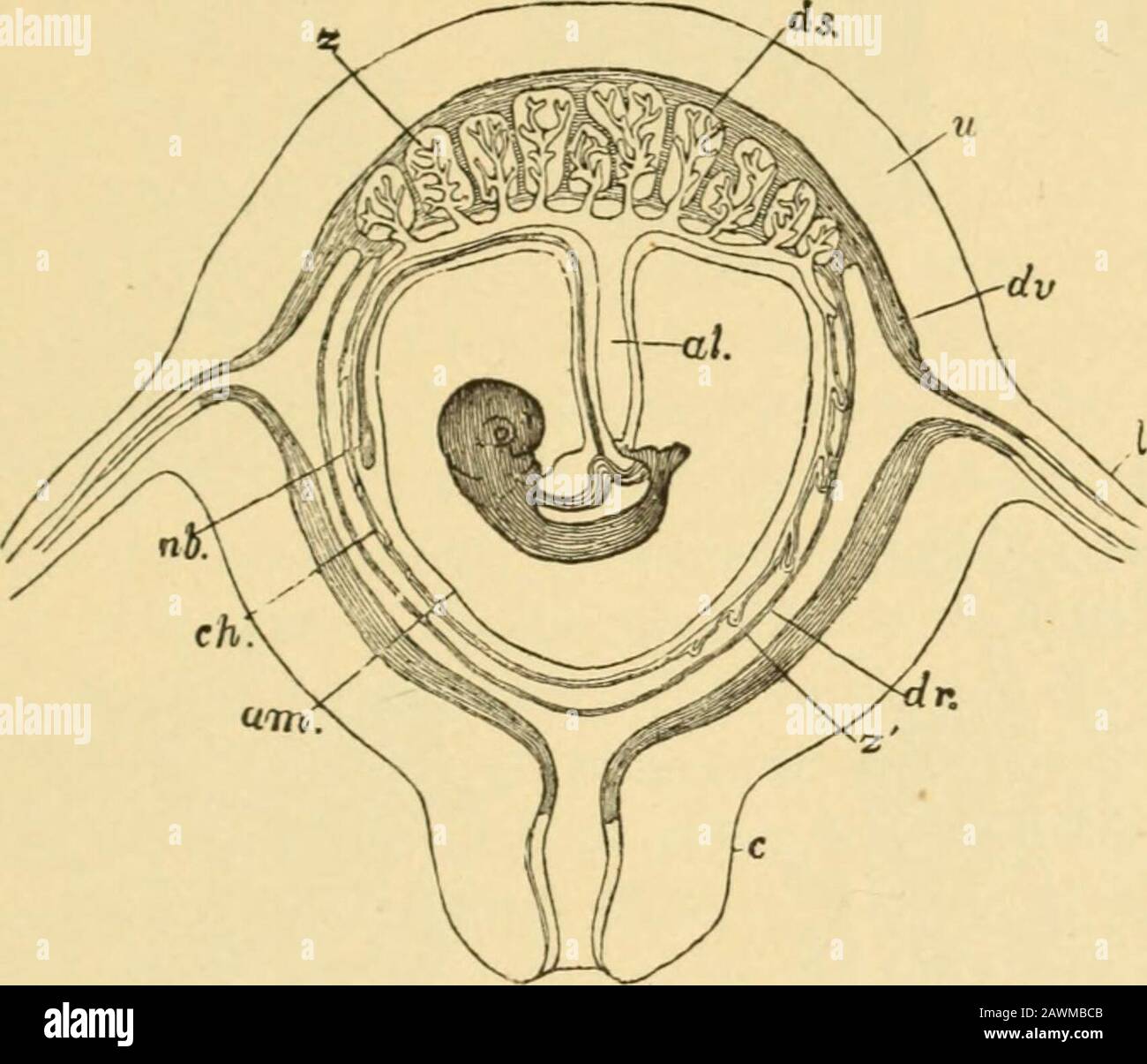 Comparative embryology Banque de photographies et d’images à haute ...