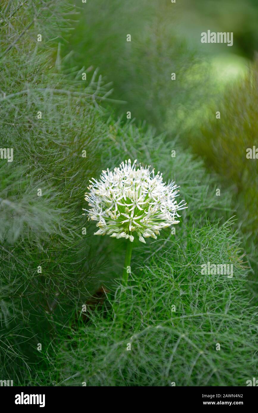 Allium hookeri zorami Banque de photographies et d’images à haute ...