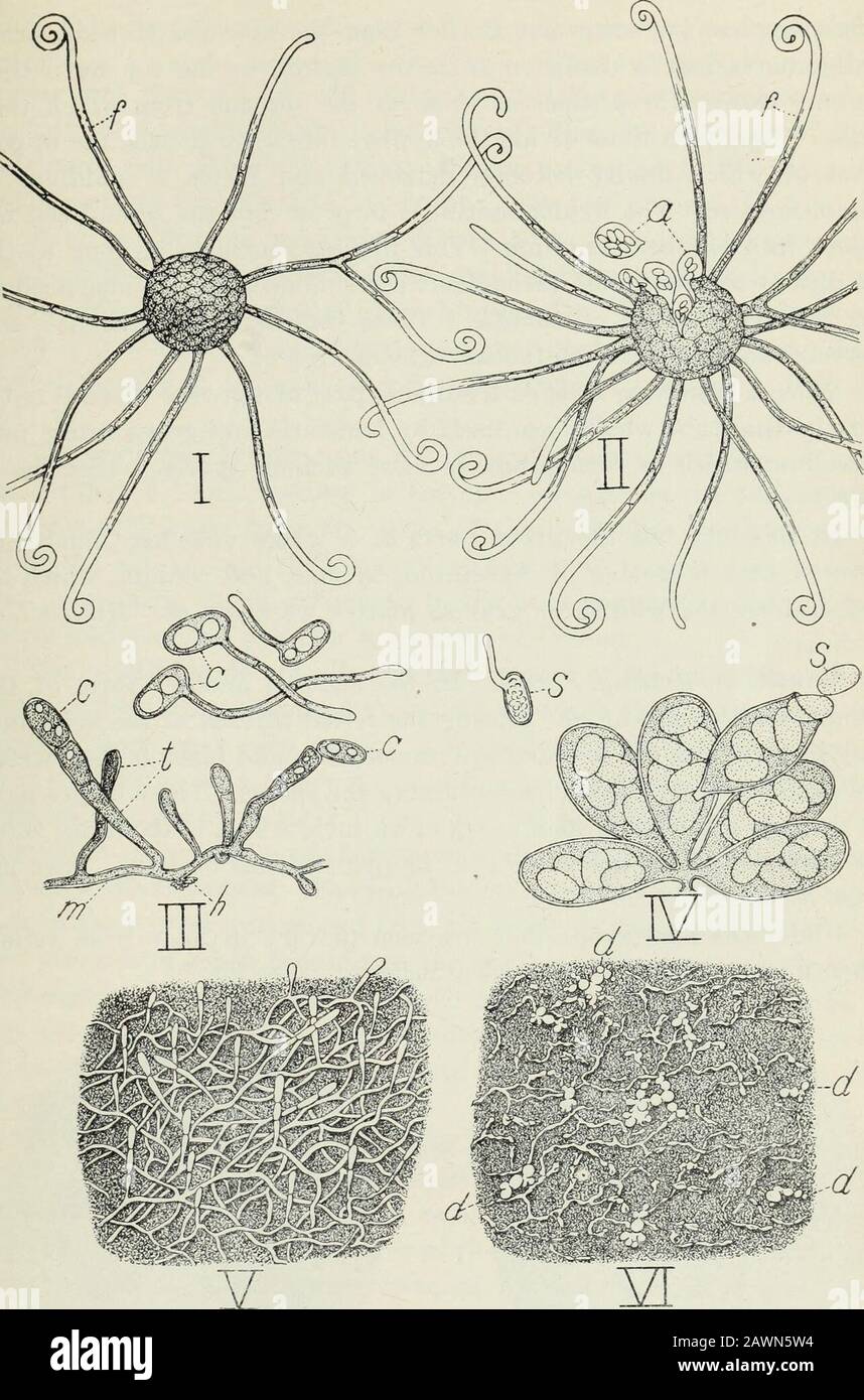 Le mildiou de l'oïdium de la vigne . les fils de ramification ou le ...