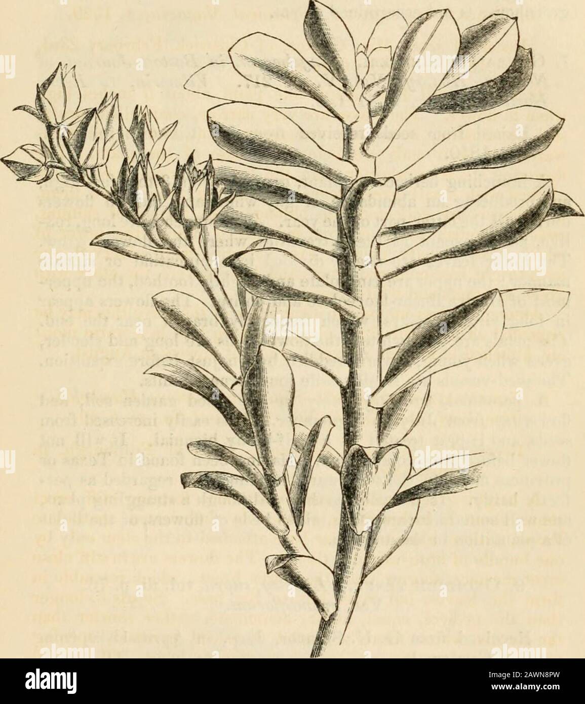 La revue de la Horticultural Society de Londres . plante sucrative ...